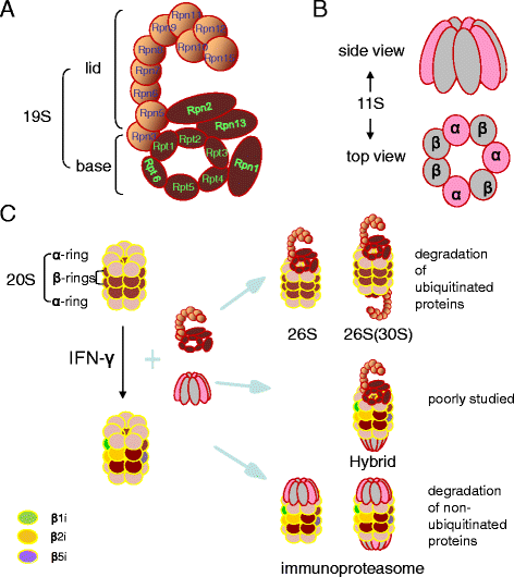 p62 links the autophagy pathway and the ubiqutin–proteasome system upon ...