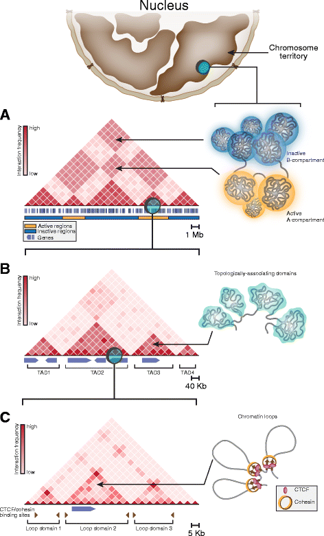 Gene functioning and storage within a folded genome | Cellular ...