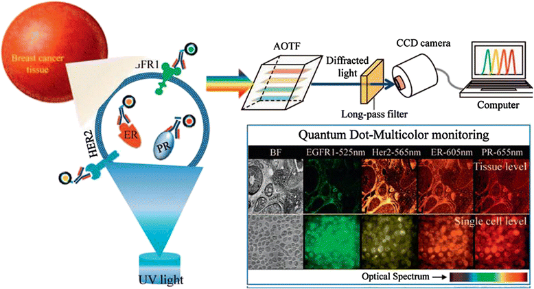 Application Of Functional Quantum Dot Nanoparticles As Fluorescence application-of-functional-quantum-dot-nanoparticles-as-fluorescence