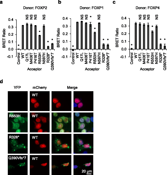 Functional characterization of rare FOXP2 variants in ...