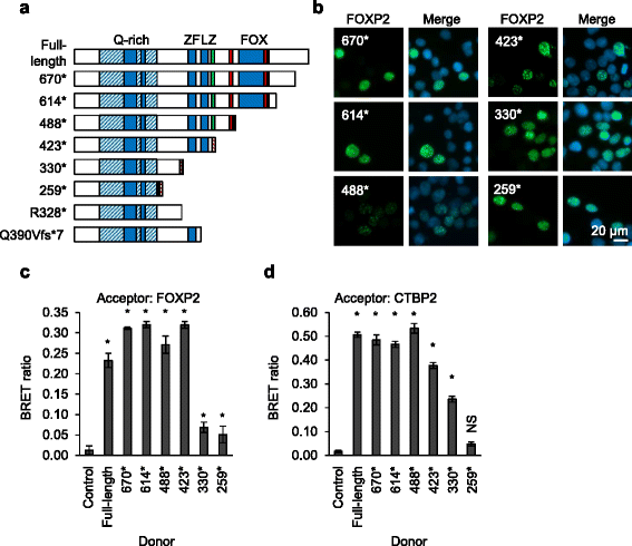Functional characterization of rare FOXP2 variants in ...