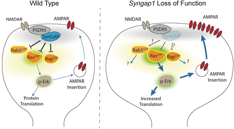 The first international conference on SYNGAP1-related brain disorders ...