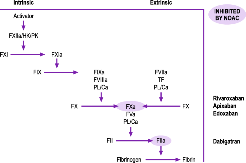 The impact of prothrombin complex concentrates when treating DOAC ...