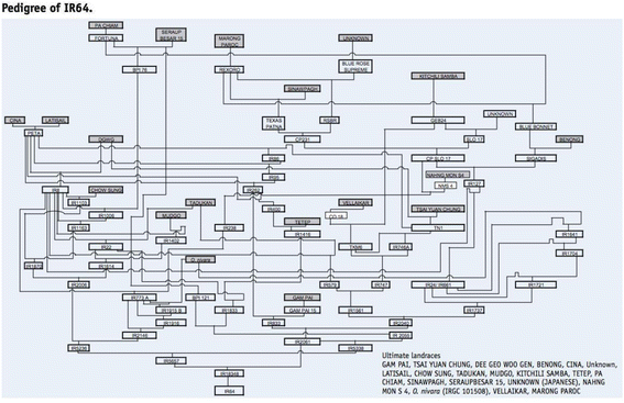 IR64: a high-quality and high-yielding mega variety | Rice | Full Text