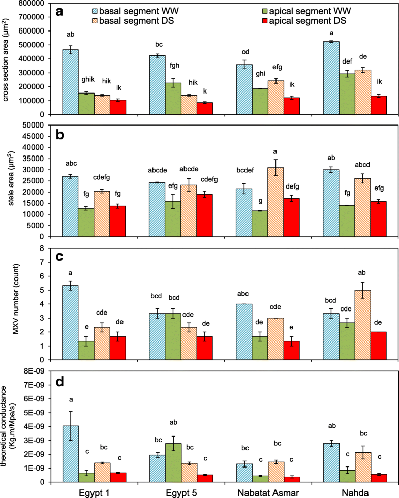 Progressive drought alters architectural and anatomical traits of rice ...