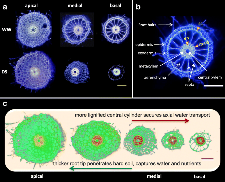 Progressive drought alters architectural and anatomical traits of rice ...