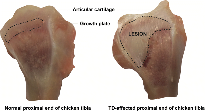Icariin: a Potential Compound for the Recovery of Tibial ...