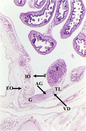On The Descent Of The Epididymo Testicular Unit Cryptorchidism And