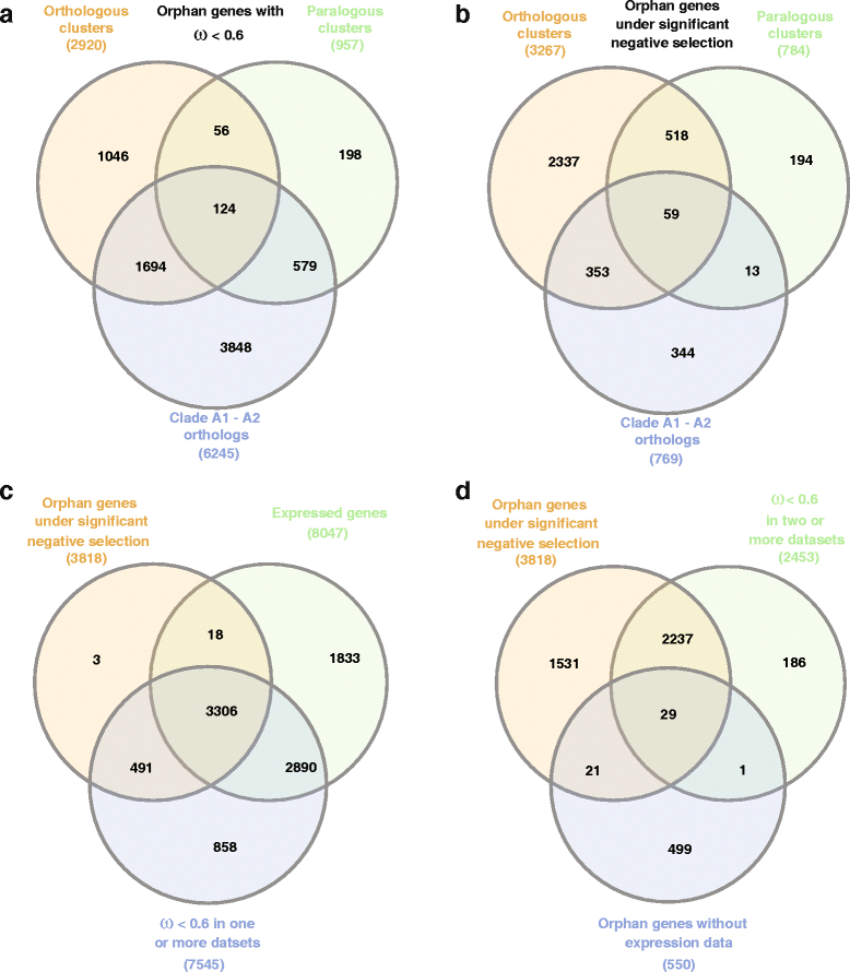 Are orphan genes protein-coding, prediction artifacts, or non-coding ...