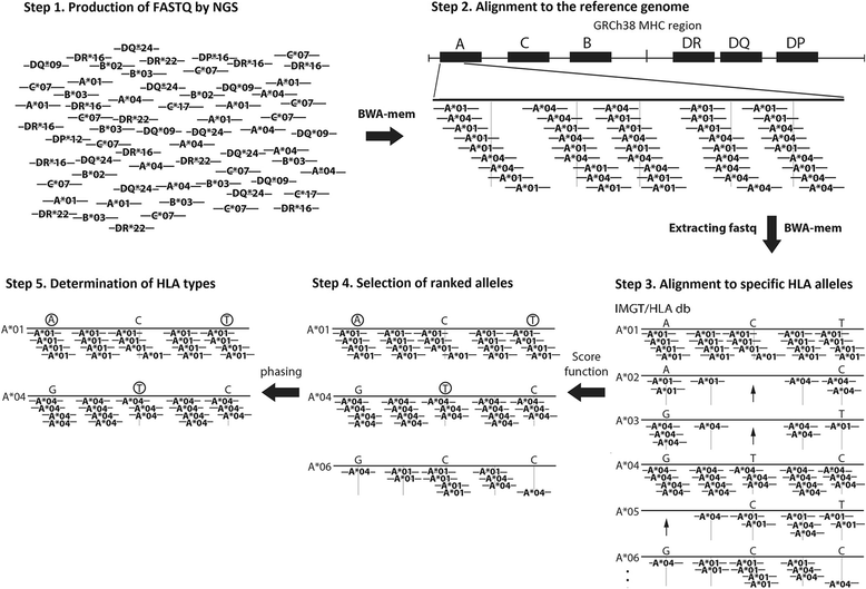HLAscan: genotyping of the HLA region using next-generation sequencing data | BMC Bioinformatics ...