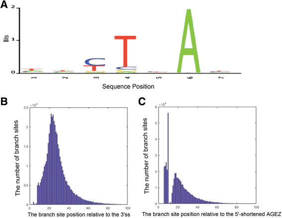 A heuristic model for computational prediction of human branch point ...
