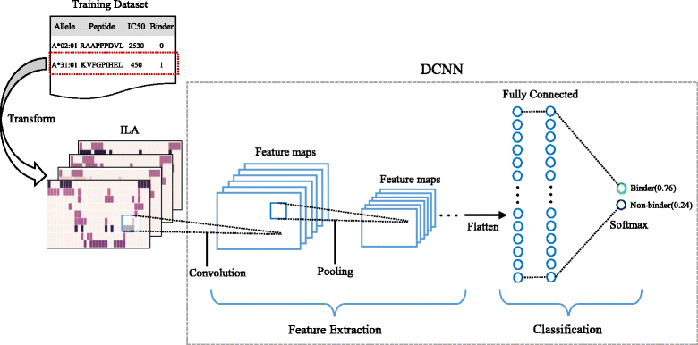 Deep convolutional neural networks for pan-specific peptide-MHC class I binding prediction | BMC ...