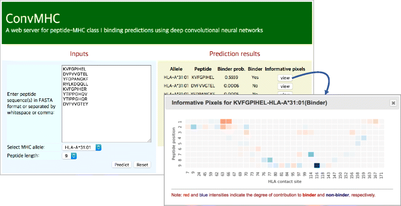 Deep convolutional neural networks for pan-specific peptide-MHC class I binding prediction | BMC ...