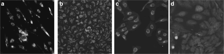 A deep learning-based algorithm for 2-D cell segmentation in microscopy images | BMC ...