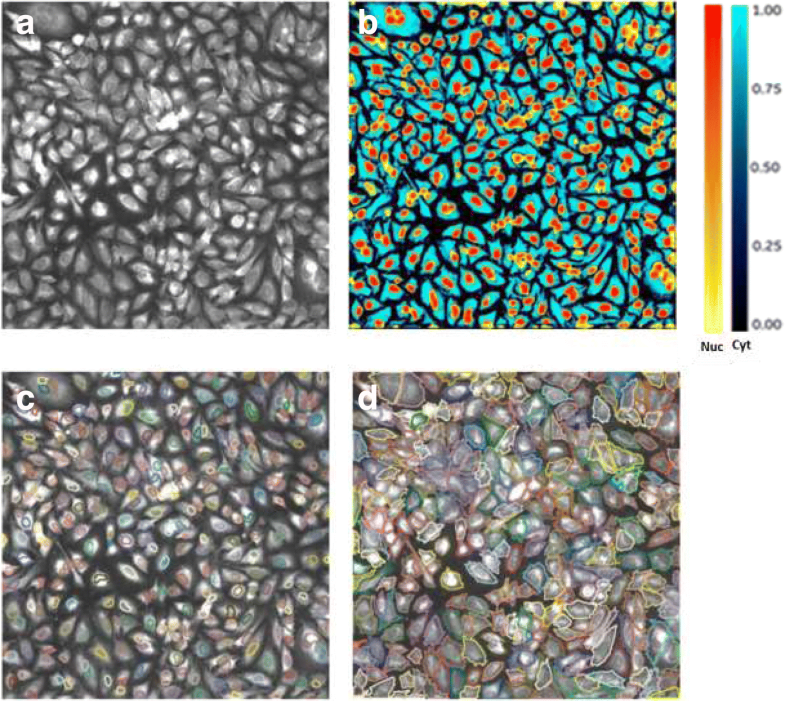 A deep learning-based algorithm for 2-D cell segmentation in microscopy images | BMC ...