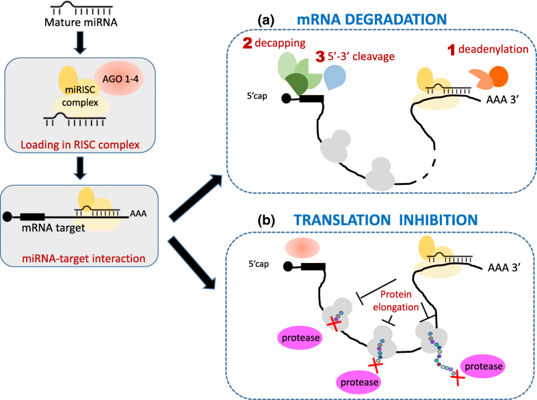 miRTissue: a web application for the analysis of miRNA-target interactions in human tissues ...