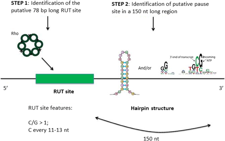 RhoTermPredict: an algorithm for predicting Rho-dependent transcription ...