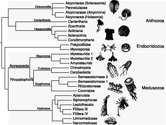 Phylogenomics provides a robust topology of the major cnidarian ...