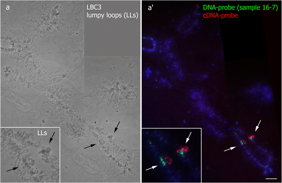 Microdissection of lampbrush chromosomes as an approach for generation ...