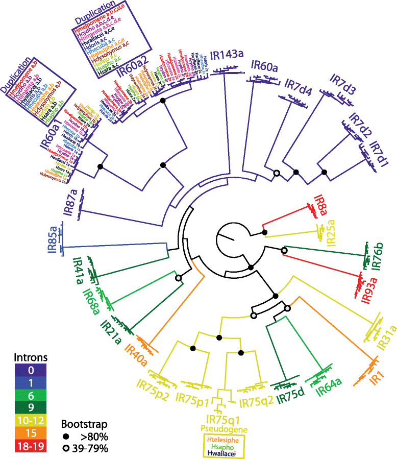 Genome-wide analysis of ionotropic receptors provides insight into ...