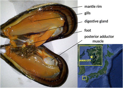 The purplish bifurcate mussel Mytilisepta virgata gene expression atlas ...