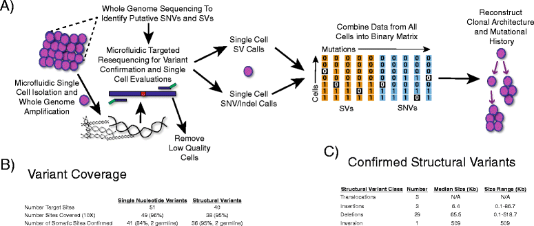 Genome-wide segregation of single nucleotide and structural variants into single cancer cells ...