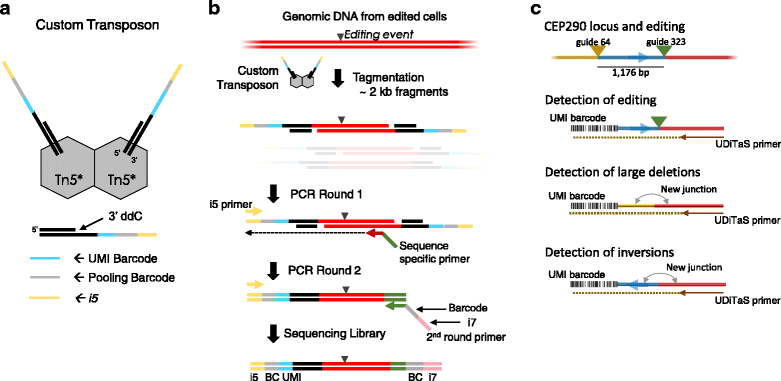 UDiTaS™, a genome editing detection method for indels and genome ...