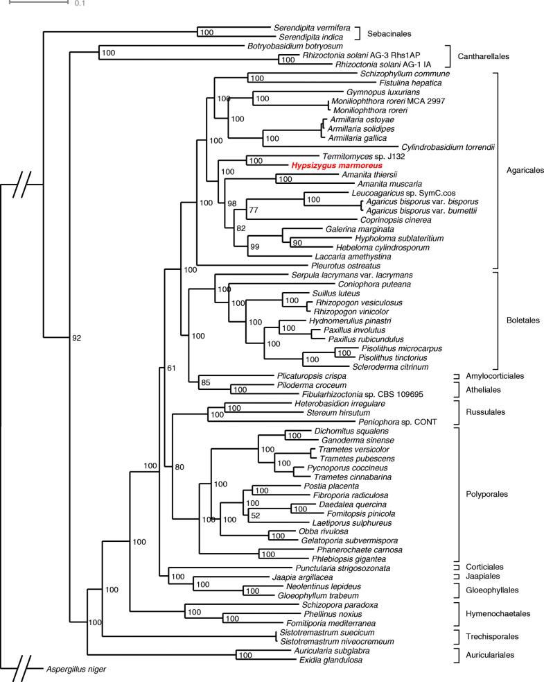 Genomic discovery of the hypsin gene and biosynthetic pathways for ...