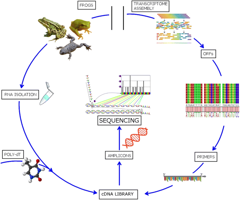 Parallel identification of novel antimicrobial peptide sequences from ...