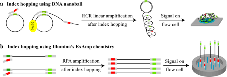 Reliable multiplex sequencing with rare index mis-assignment on DNB-based NGS platform | BMC ...