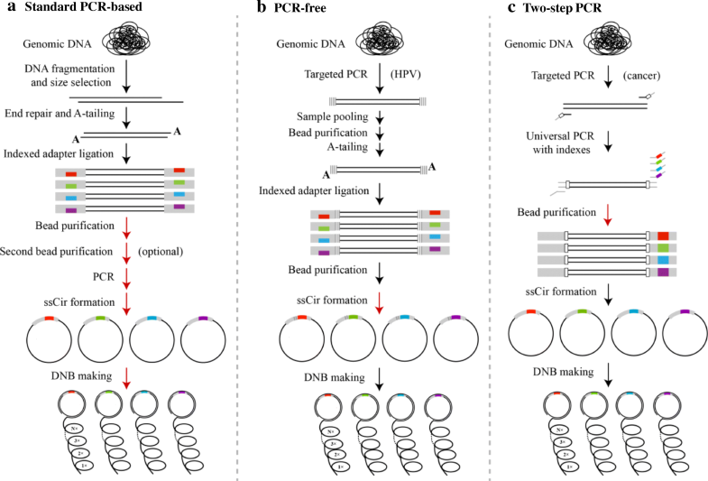 Reliable multiplex sequencing with rare index mis-assignment on DNB-based NGS platform | BMC ...