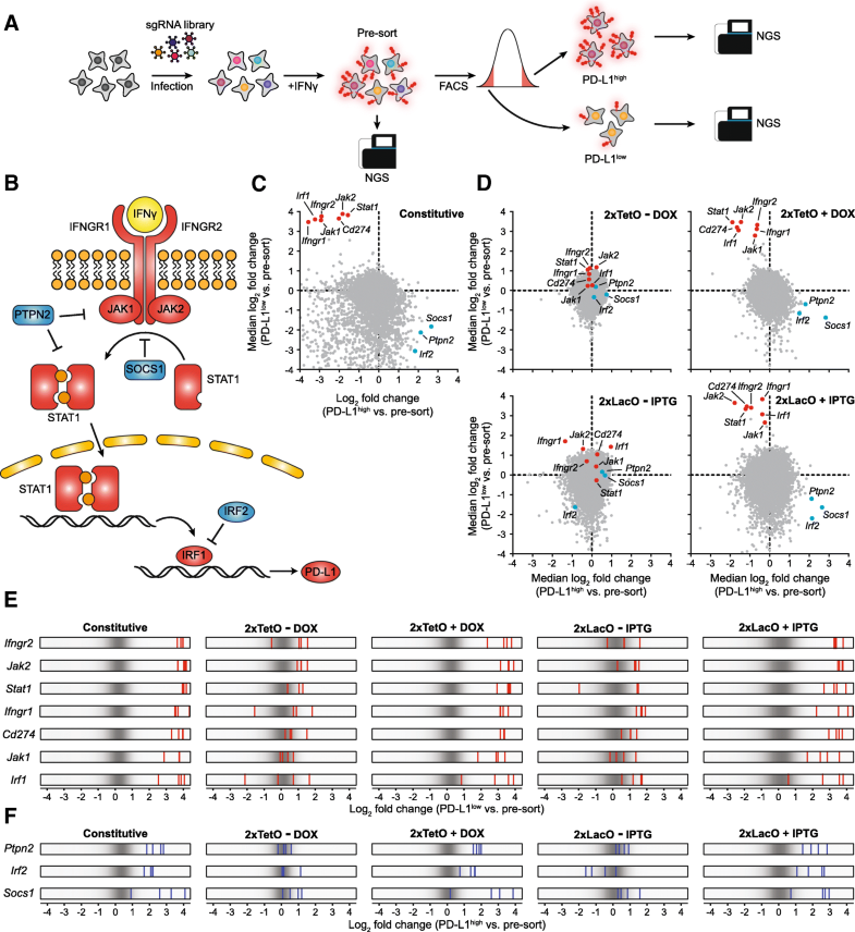 Development of drug-inducible CRISPR-Cas9 systems for large-scale ...