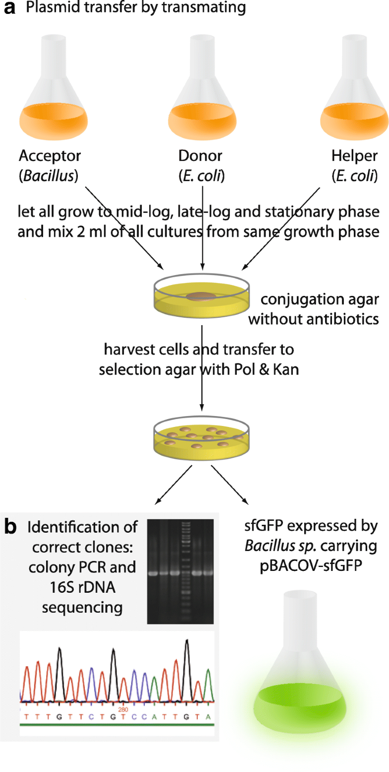 Transmating: conjugative transfer of a new broad host range expression vector to various ...