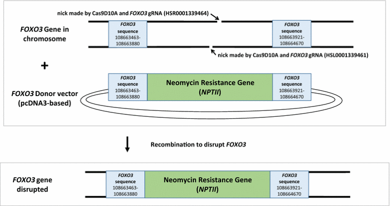 A protocol for custom CRISPR Cas9 donor vector construction to truncate ...