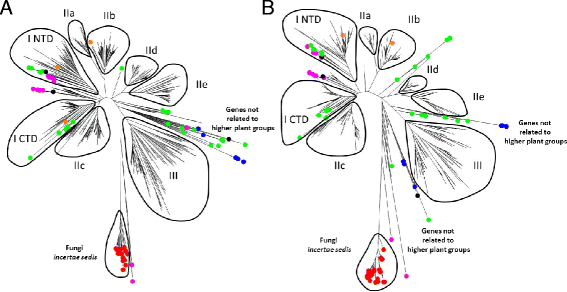 The evolution of WRKY transcription factors | BMC Plant Biology | Full Text