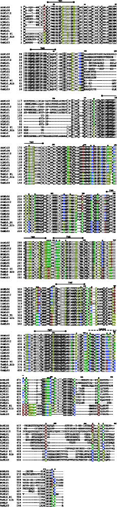 Monocot and dicot MLO powdery mildew susceptibility factors are ...