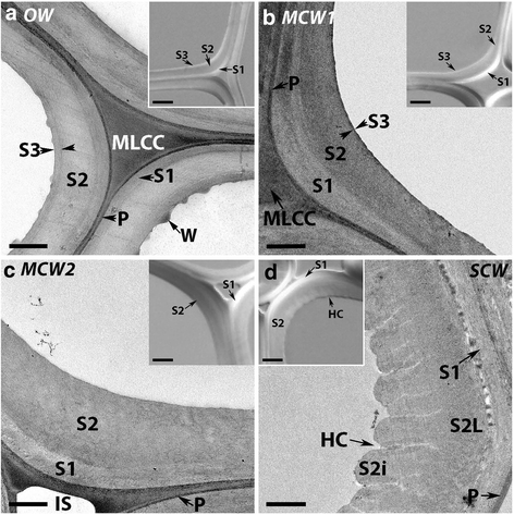 Tracheid cell-wall structures and locations of (1 → 4)-β-d-galactans ...