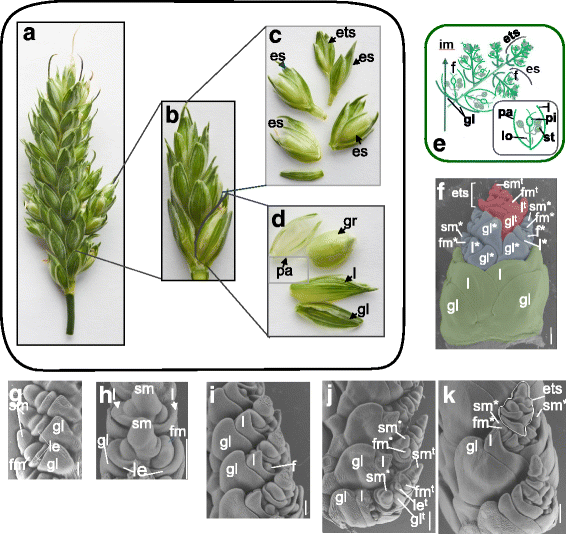 Genes WHEAT FRIZZY PANICLE and SHAM RAMIFICATION 2 independently ...