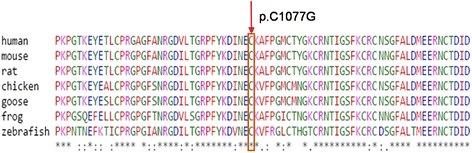 Whole exome sequencing identifies a novel missense FBN2 mutation co-segregating in a four ...
