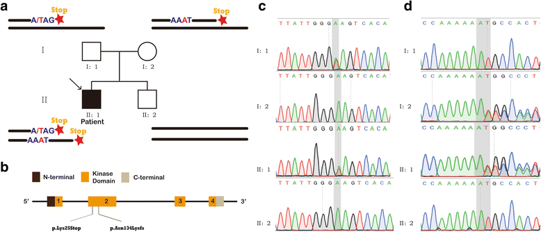 A novel mutation in the BCHE gene and phenotype identified in a child ...
