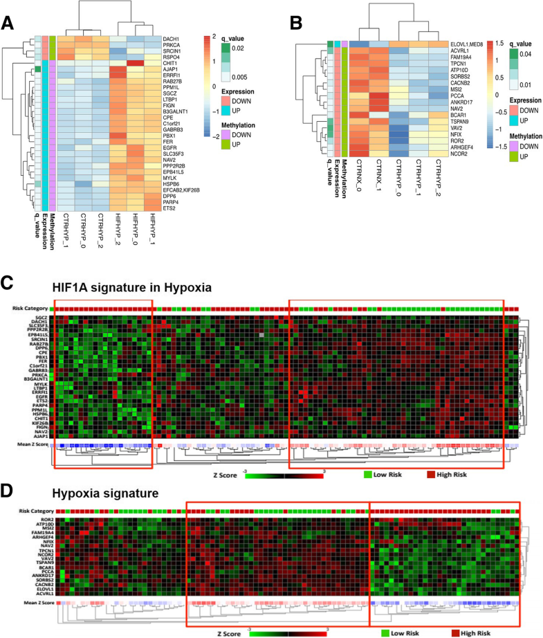 HIF-1 transcription activity: HIF1A driven response in normoxia and in ...