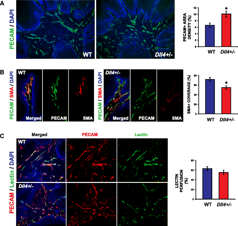 Incomplete Dll4/Notch signaling inhibition promotes functional ...
