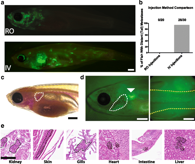 Intravital imaging of metastasis in adult Zebrafish | BMC Cancer | Full ...