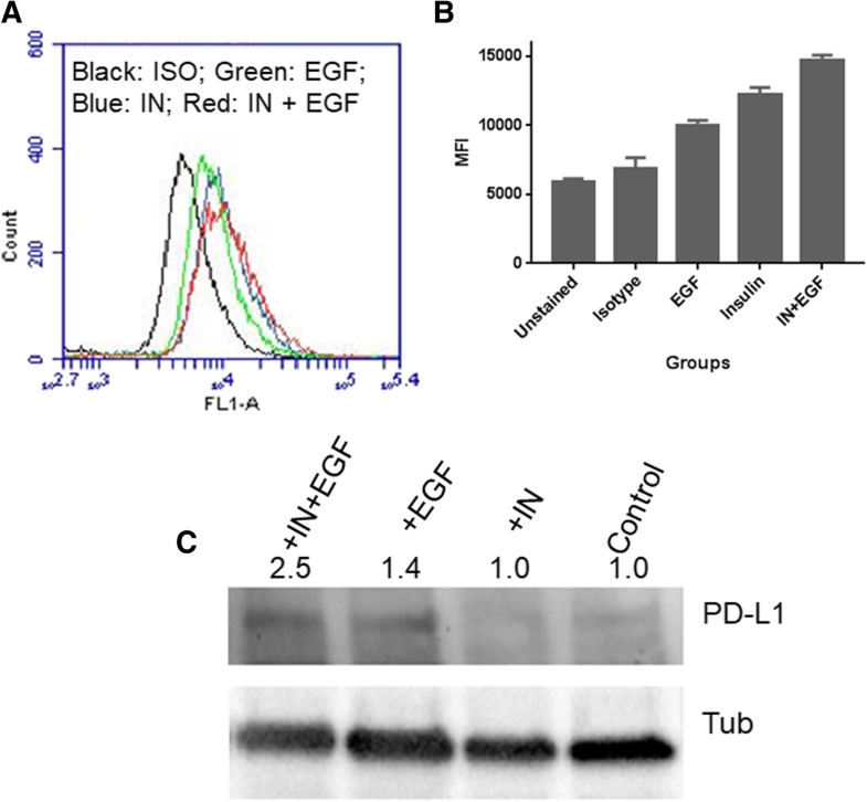 Insluin and epithelial growth factor (EGF) promote programmed death ligand 1(PD-L1) production ...