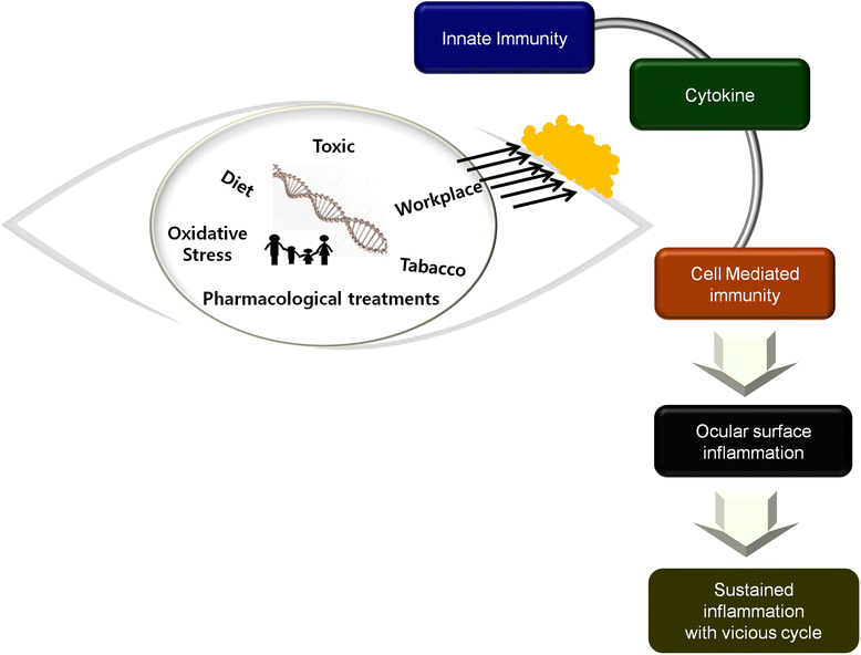 Wakayama symposium: interface between innate and adaptive immunity in ...