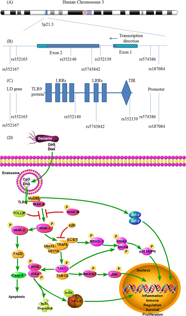 Association between toll-like receptors 9 (TLR9) gene polymorphism and ...