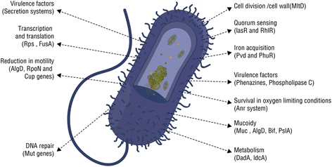 Cystic fibrosis lung environment and Pseudomonas aeruginosa infection ...
