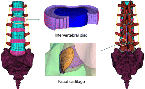 Biomechanical response of lumbar facet joints under follower preload: a ...