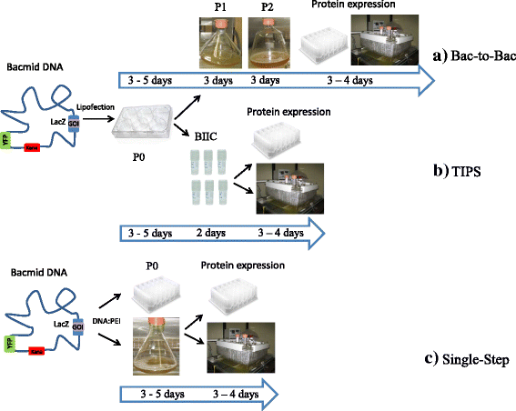 A new single-step protocol for rapid baculovirus-driven protein ...