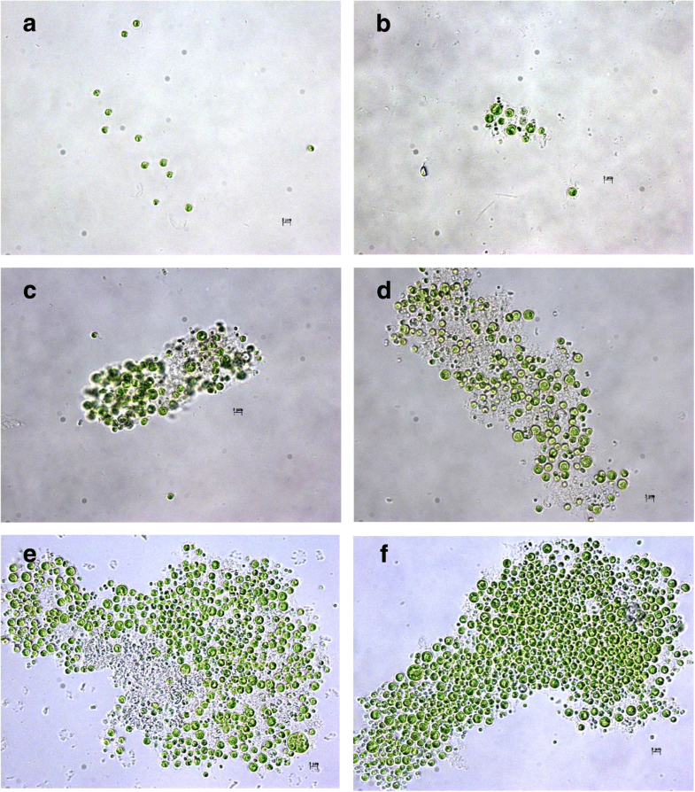 Flocculation characteristics of a bioflocculant produced by the actinomycete Streptomyces sp ...